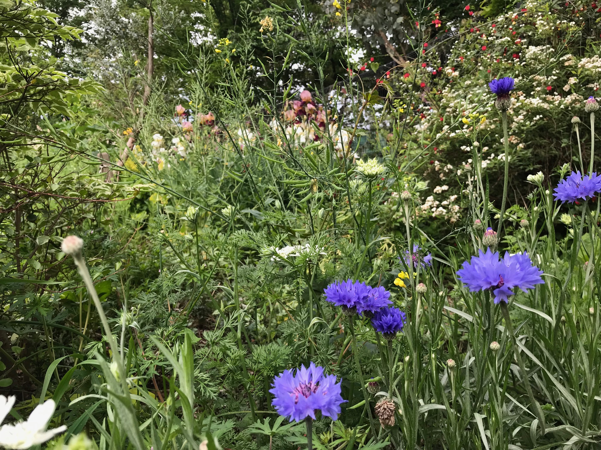 朝の散歩。 – プロトマニア PROTOMANIA